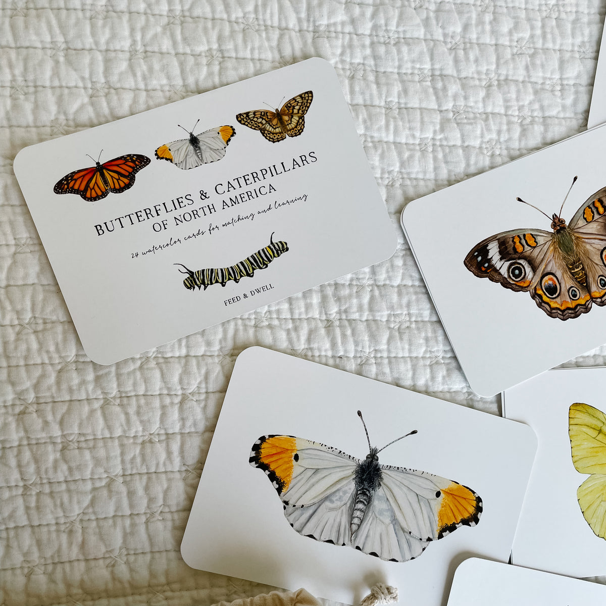 Butterfly and Caterpillar Cards – Basil Village